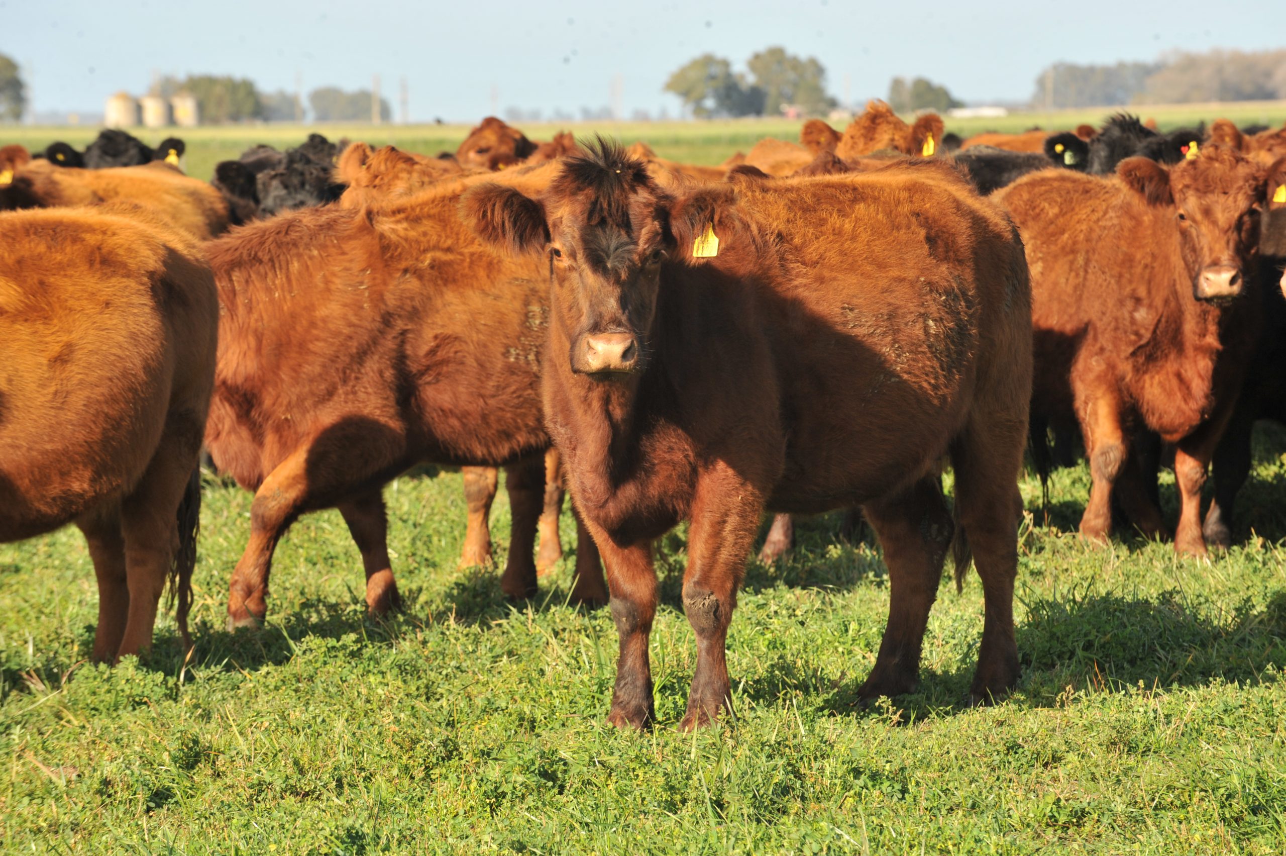 Ganadería en campos agrícolas: "Los sistemas mixtos son más ...