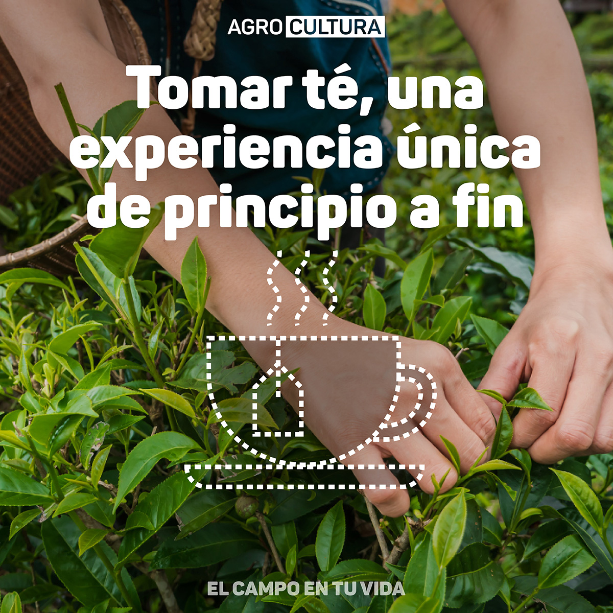 ¿Té para tres? ¡Té para todos! - MUNDO RURAL WEB